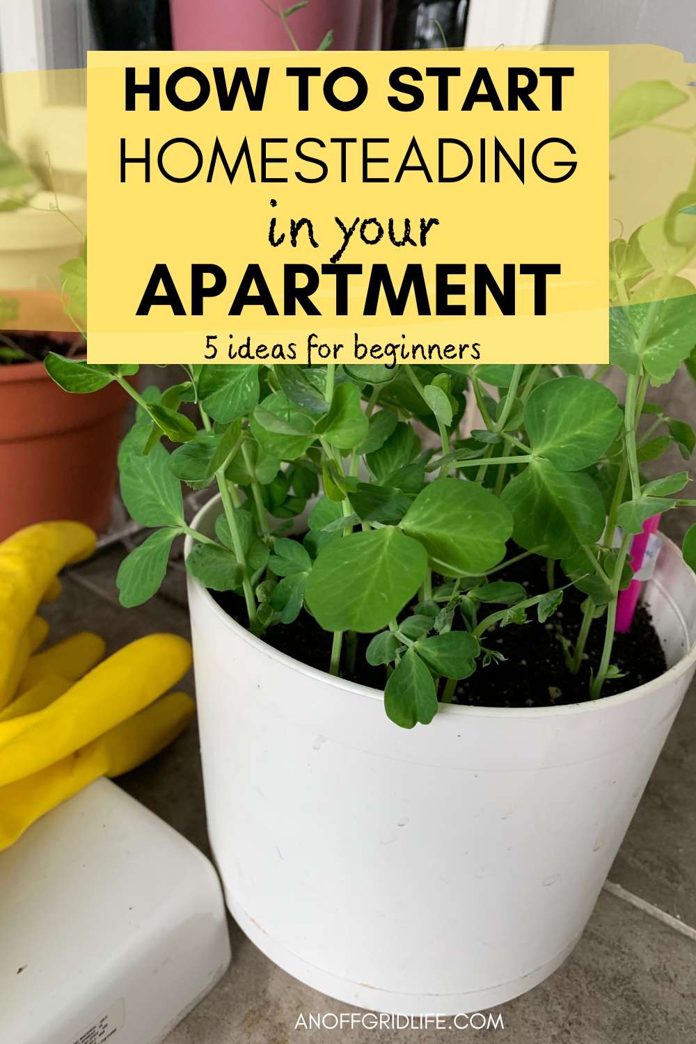 Apartment Homesteading: How to Homestead In a Rental - An Off Grid Life