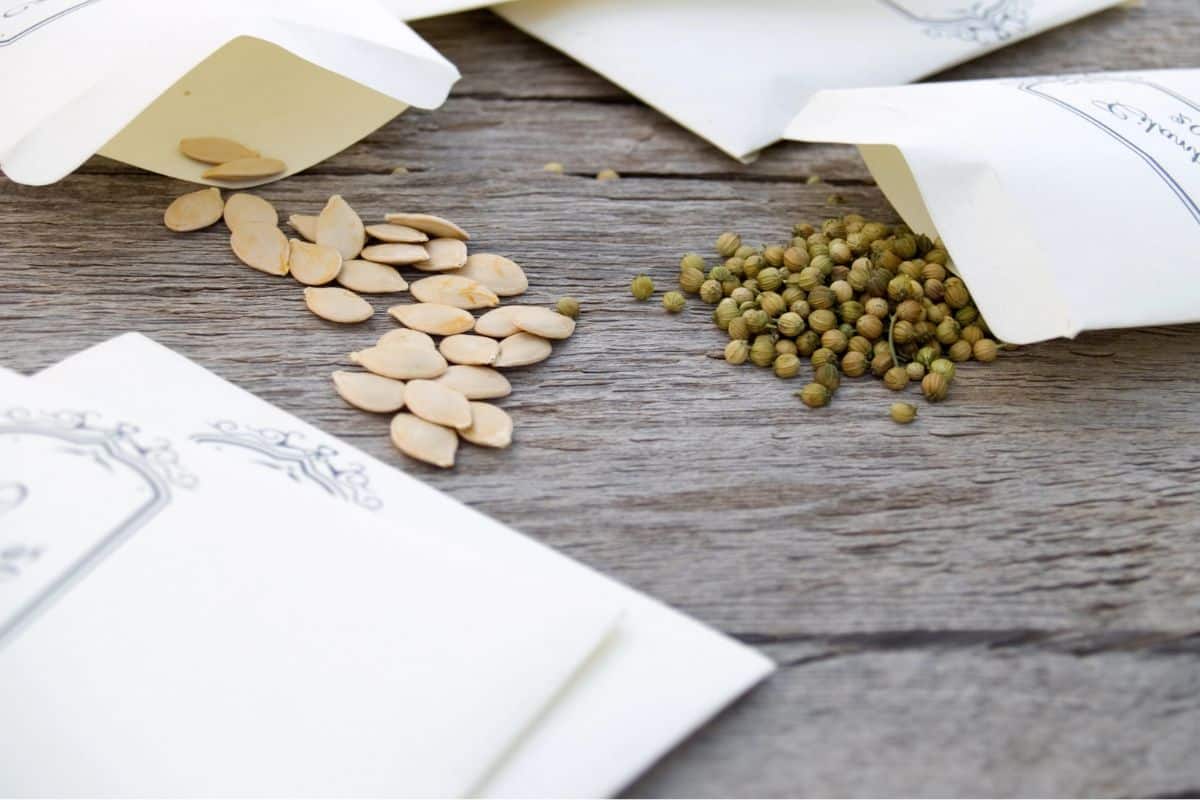 How to Save Seeds: A Beginner's Guide to Seed Saving - An Off Grid Life