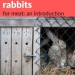 Raising Rabbits for Meat #1: How to Raise Rabbits For Meat | An Off ...