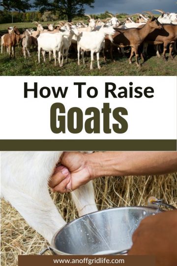 How to Raise Goats - An Off Grid Life