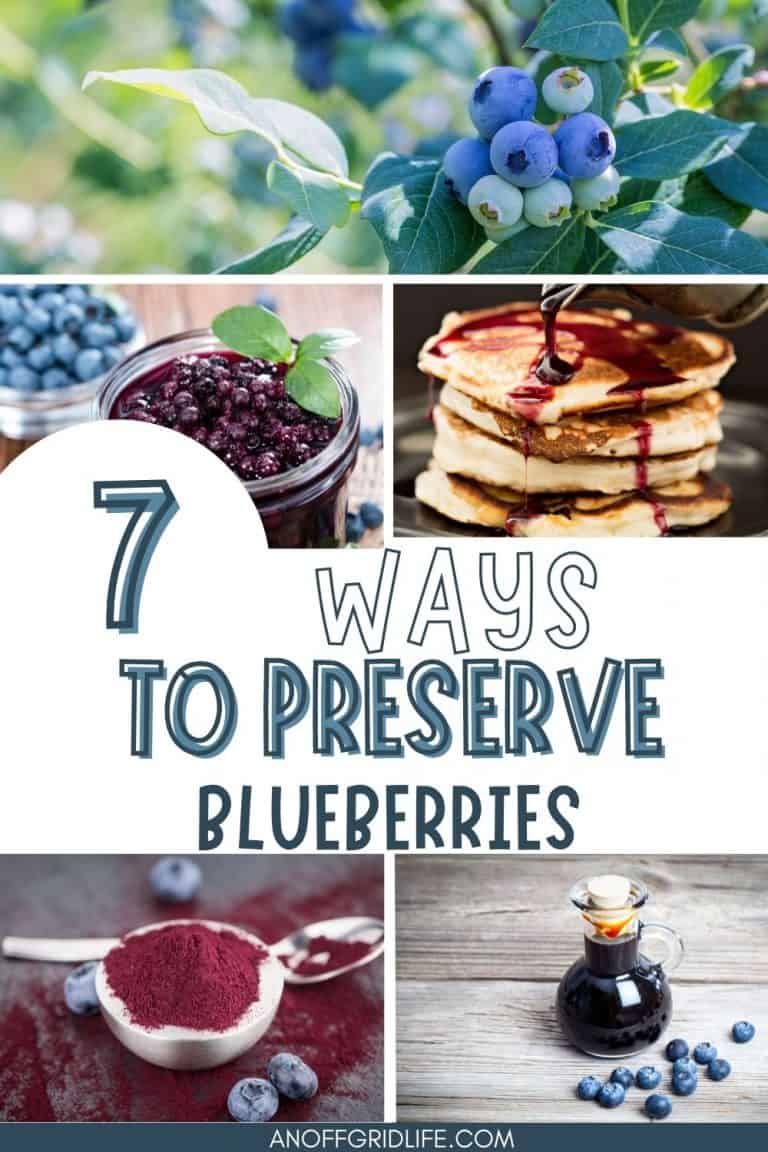 7 Ways to Preserve Blueberries - An Off Grid Life