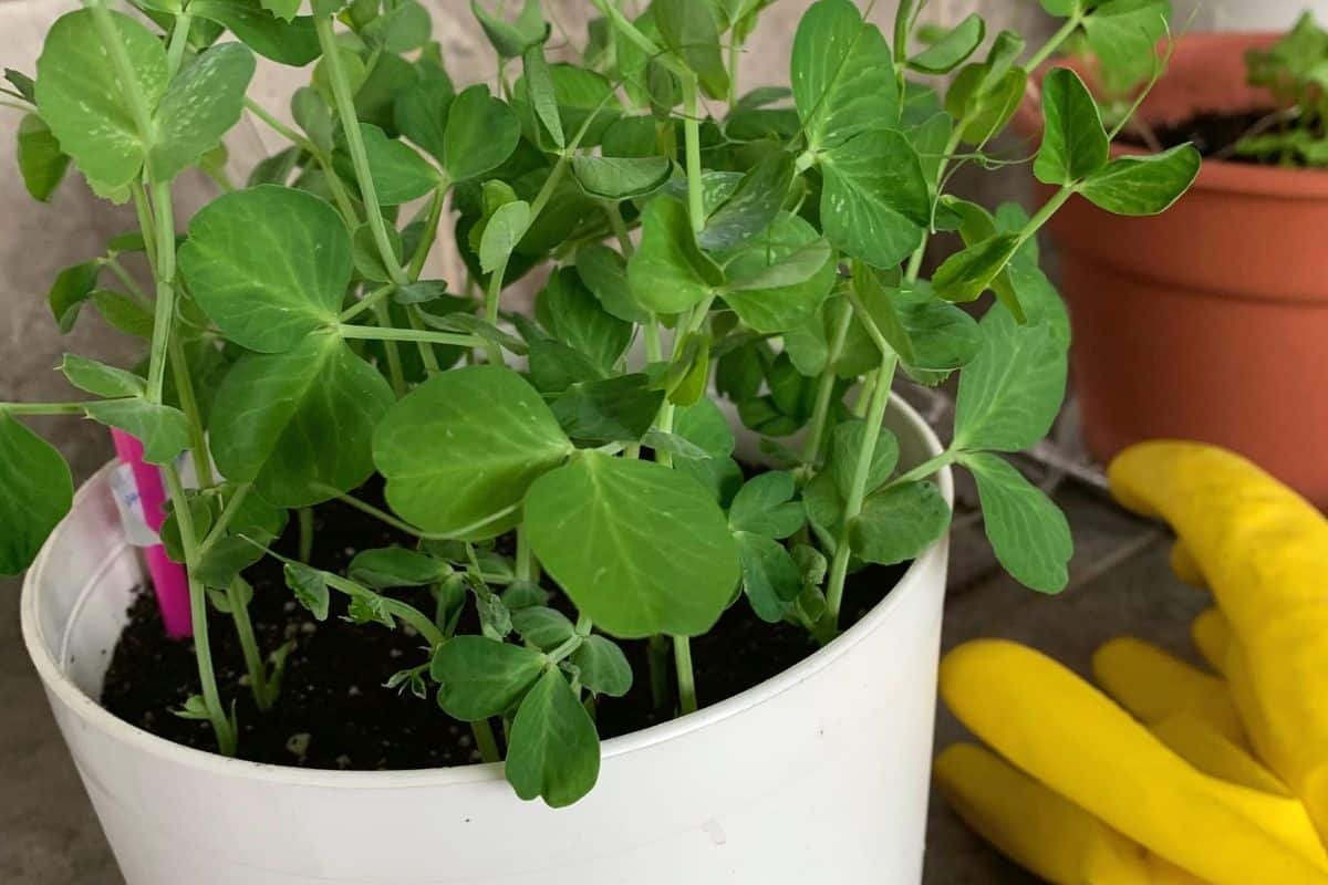 Apartment Homesteading: How to Homestead In a Rental - An Off Grid Life