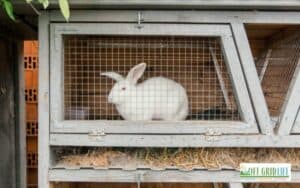 Raising Rabbits for Meat #1: How to Raise Rabbits For Meat | An Off ...