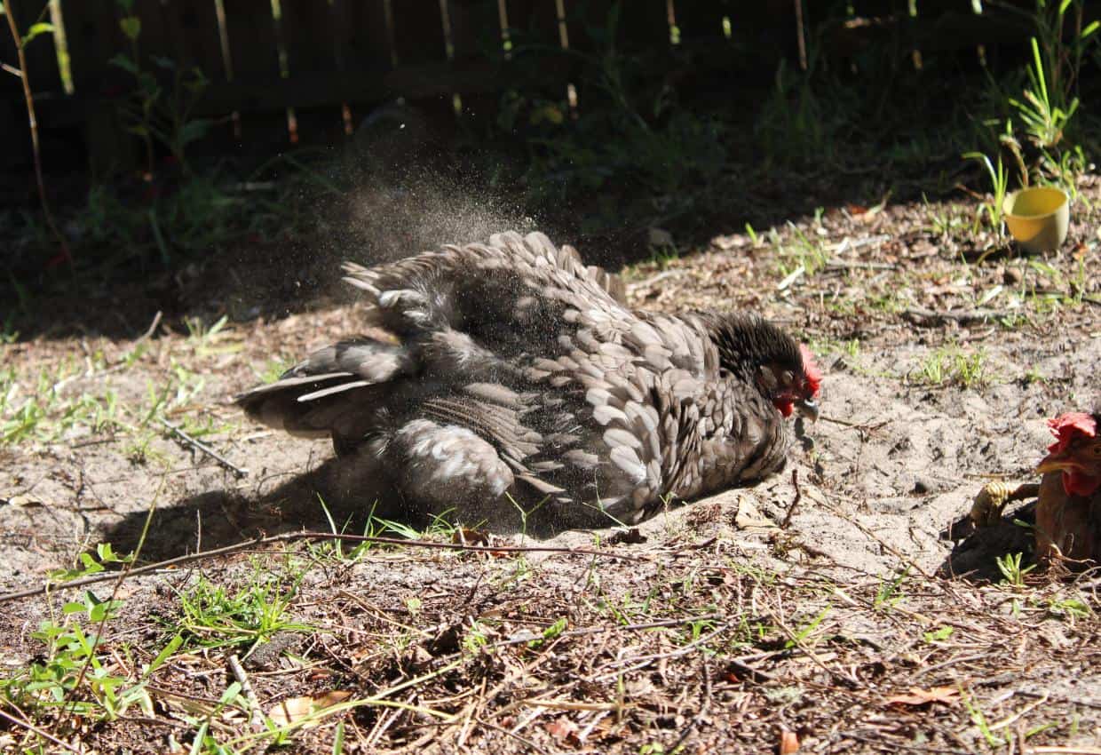 How to Make a Chicken Dust Bath - An Off Grid Life