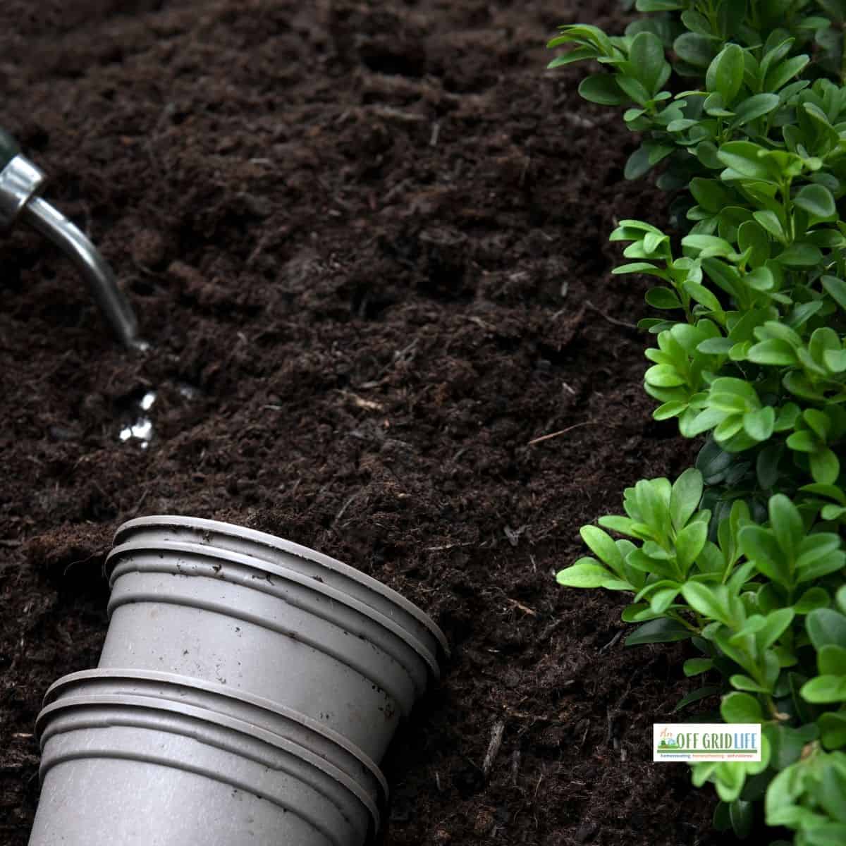 Homemade Plant Food: 7 Easy Natural Fertilizer Recipes - An Off Grid Life