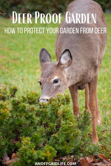 Deer Proof Garden: How To Protect Your Garden From Deer - An Off Grid Life