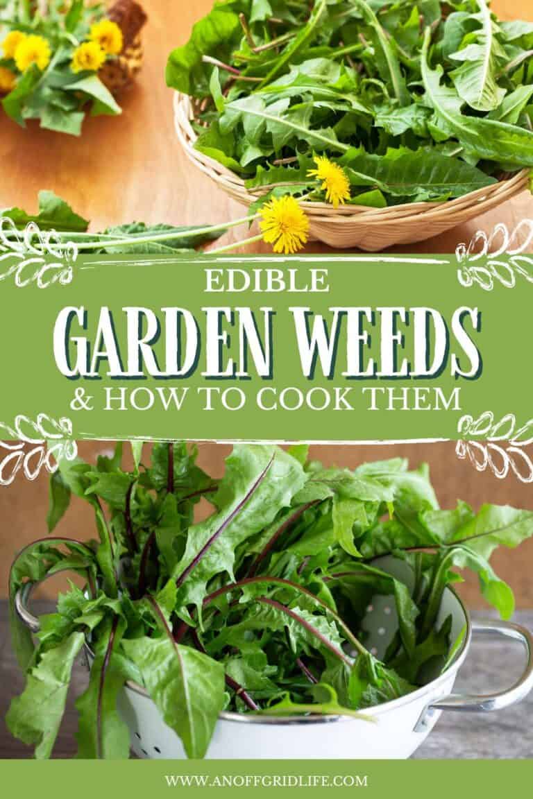 Edible Garden Weeds & How to Cook Them - An Off Grid Life