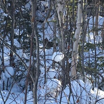 Winter Foraging: 65+ Wild Foods to Find in the Cold - An Off Grid Life