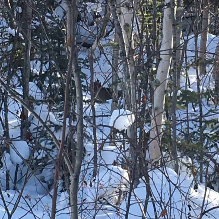 Winter Foraging: 65+ Wild Foods to Find in the Cold - An Off Grid Life