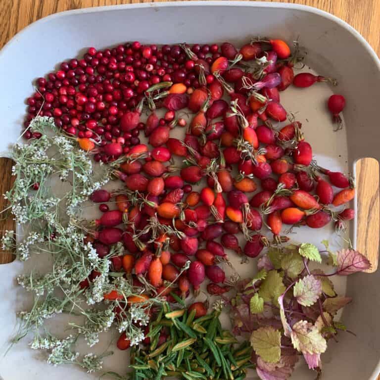 Winter Foraging: 65+ Wild Foods to Find in the Cold - An Off Grid Life