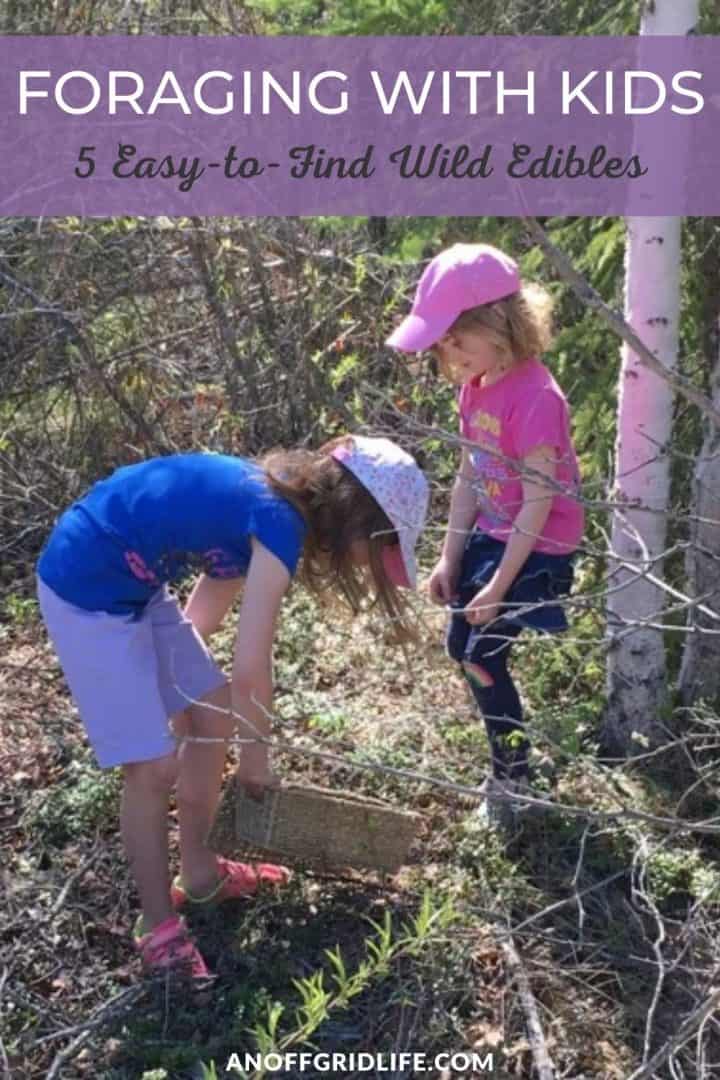 Foraging With Kids: 5 Easy-to-Find Wild Edibles - An Off Grid Life
