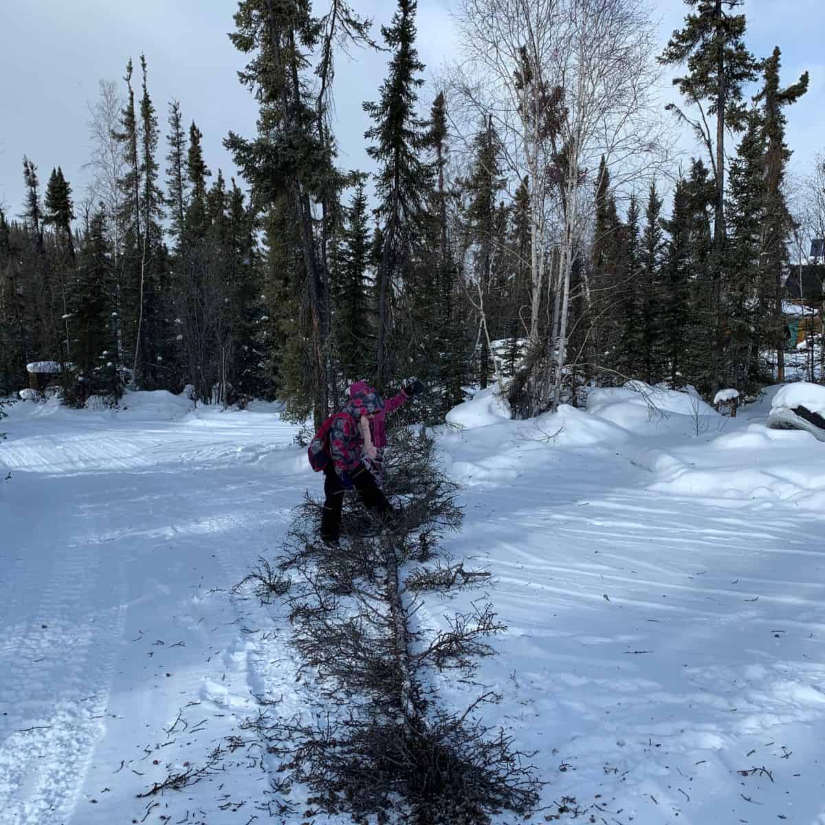 Winter Foraging: 65+ Wild Foods to Find in the Cold - An Off Grid Life