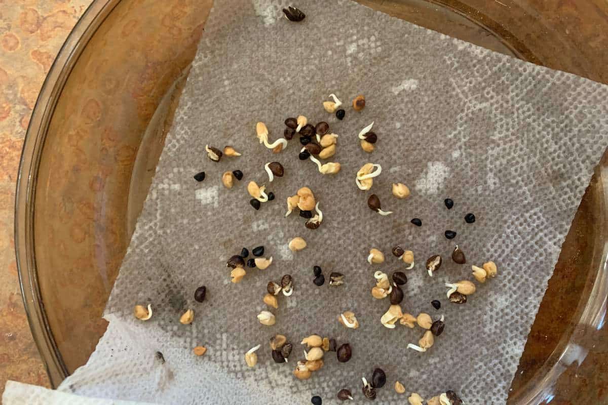 5 Things to Know About Growing Organic Seeds - An Off Grid Life