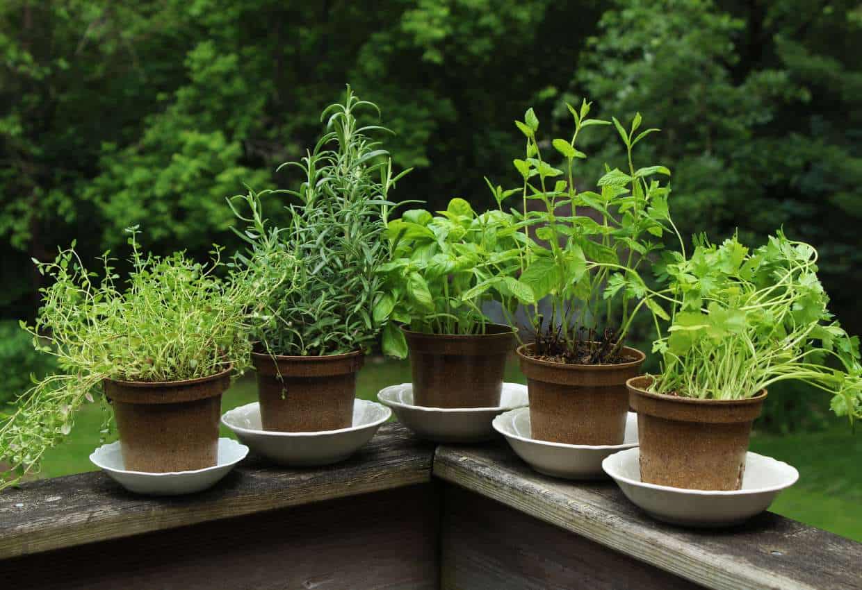Grow Up: Vertical Gardening Tips for Foodies - An Off Grid Life
