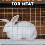 Raising Rabbits for Meat #1: How to Raise Rabbits For Meat | An Off ...