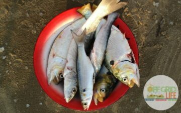 How to Can Fresh Fish For Beginners - An Off Grid Life