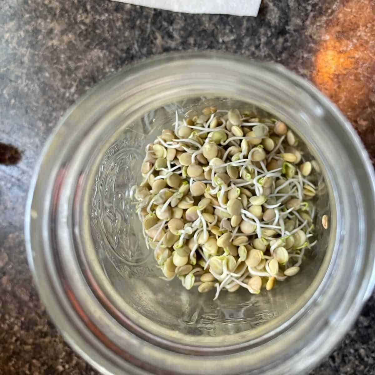 How to Grow Lentil Sprouts - An Off Grid Life