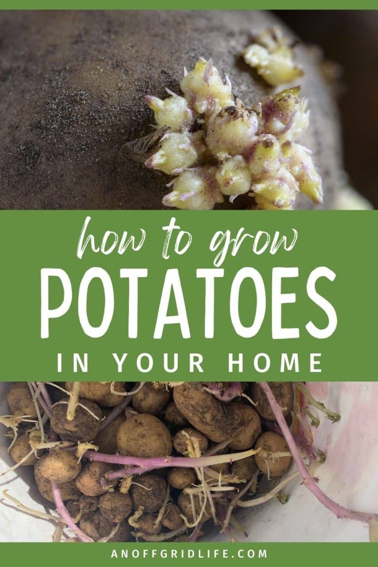 How to Grow Potatoes Indoors: What to Do and Where to Start - An Off ...