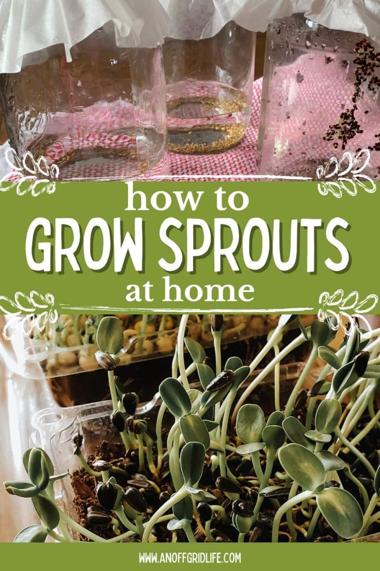 How to Grow Sprouts at Home - An Off Grid Life