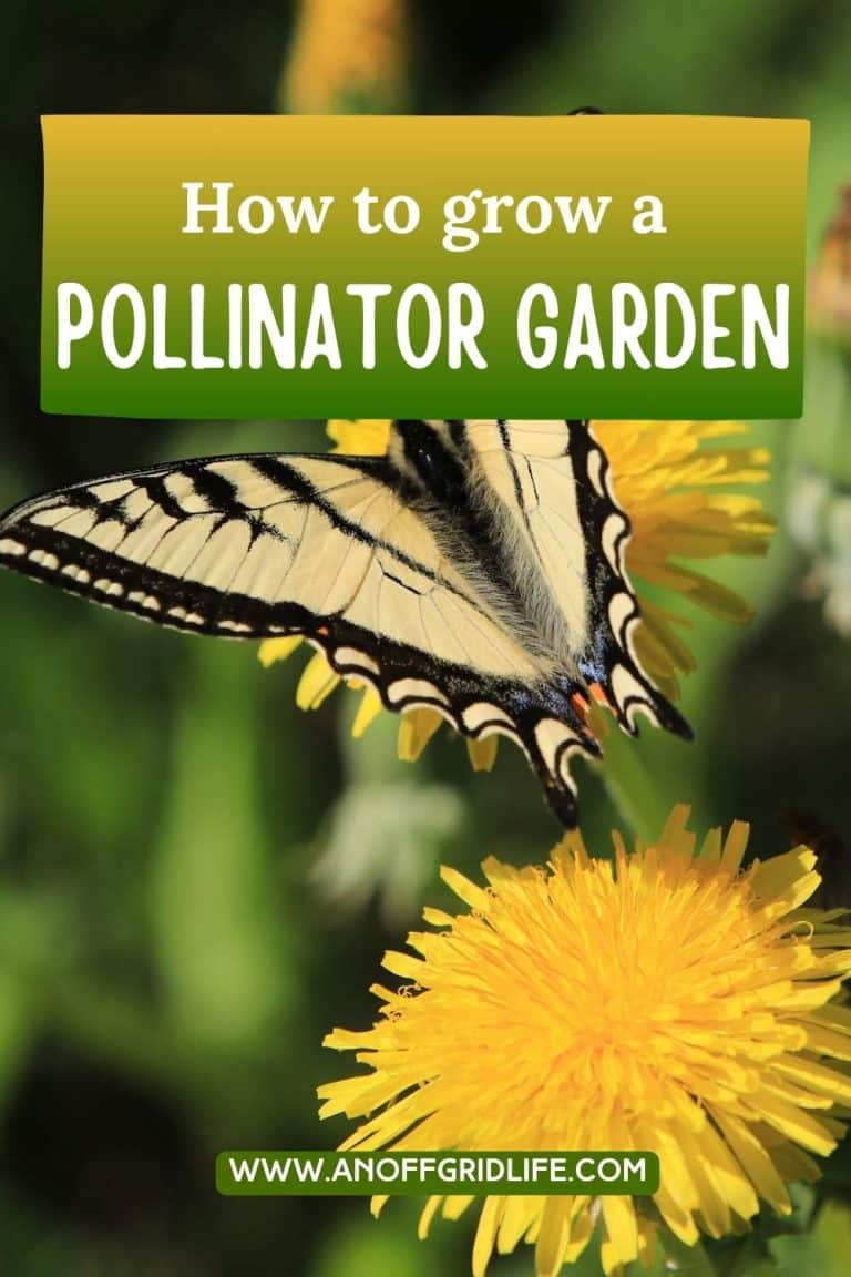 How to Plant a Pollinator Garden in Your Backyard - An Off Grid Life