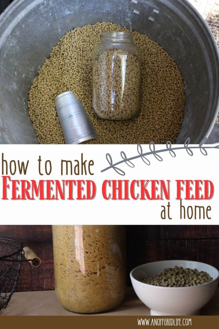 Fermented Chicken Feed - An Off Grid Life