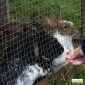 Raising Rabbits for Meat #1: How to Raise Rabbits For Meat - An Off ...