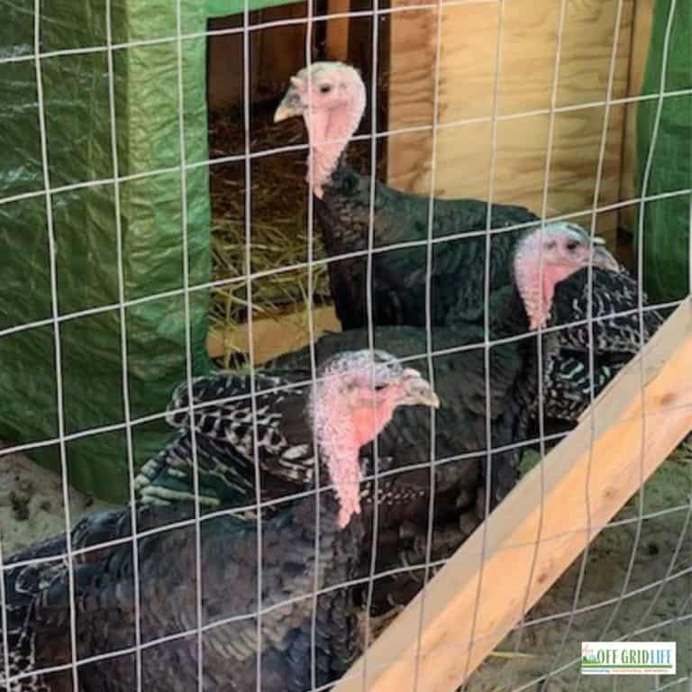 How To Raise Turkeys - An Off Grid Life