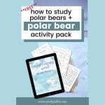 How to Study Polar Bears: 25+ Free Resources - An Off Grid Life