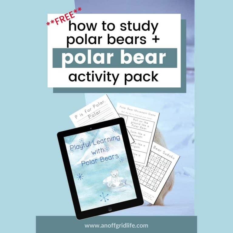 How to Study Polar Bears: 25+ Free Resources - An Off Grid Life