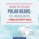 How to Study Polar Bears: 25+ Free Resources - An Off Grid Life