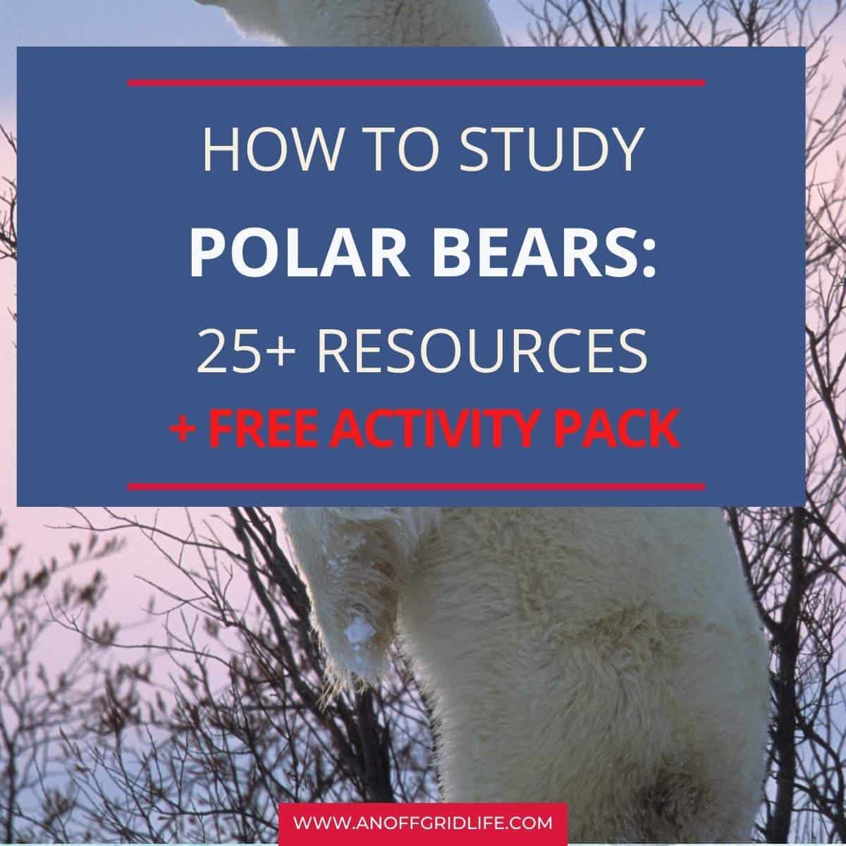 How to Study Polar Bears: 25+ Free Resources - An Off Grid Life