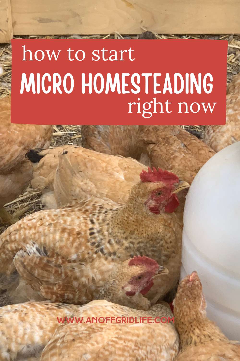 Micro Homesteading: Your Path to Sustainable Living - An Off Grid Life