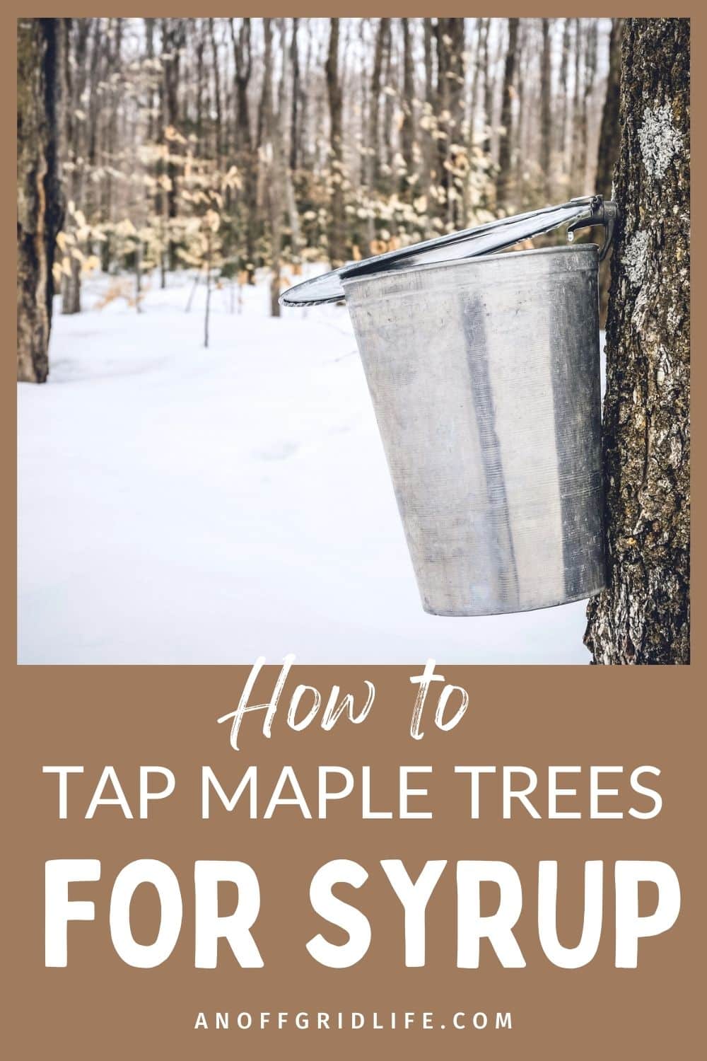 How to Tap Maple Trees for Syrup in Your Backyard - An Off Grid Life