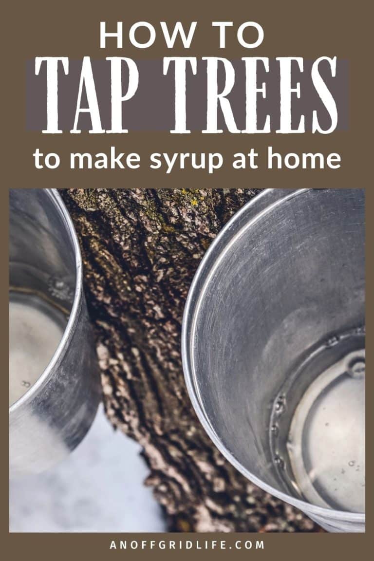 How to Tap Maple Trees for Syrup in Your Backyard - An Off Grid Life