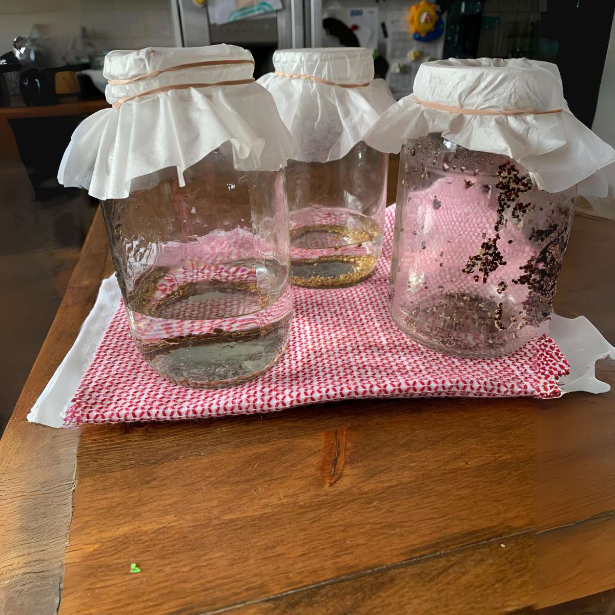 How to Grow Sprouts at Home - An Off Grid Life