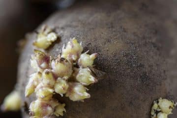 How to Grow Potatoes Indoors: What to Do and Where to Start - An Off ...