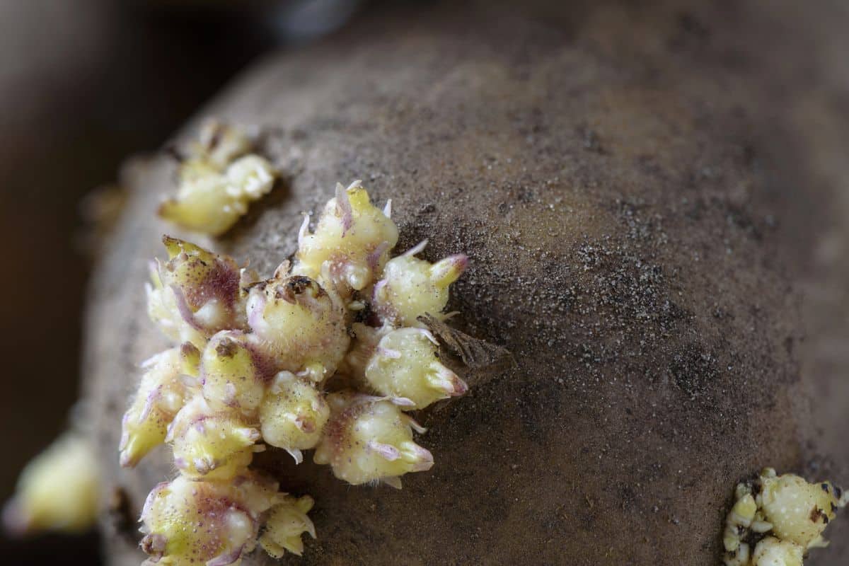 How to Grow Potatoes Indoors: What to Do and Where to Start - An Off ...