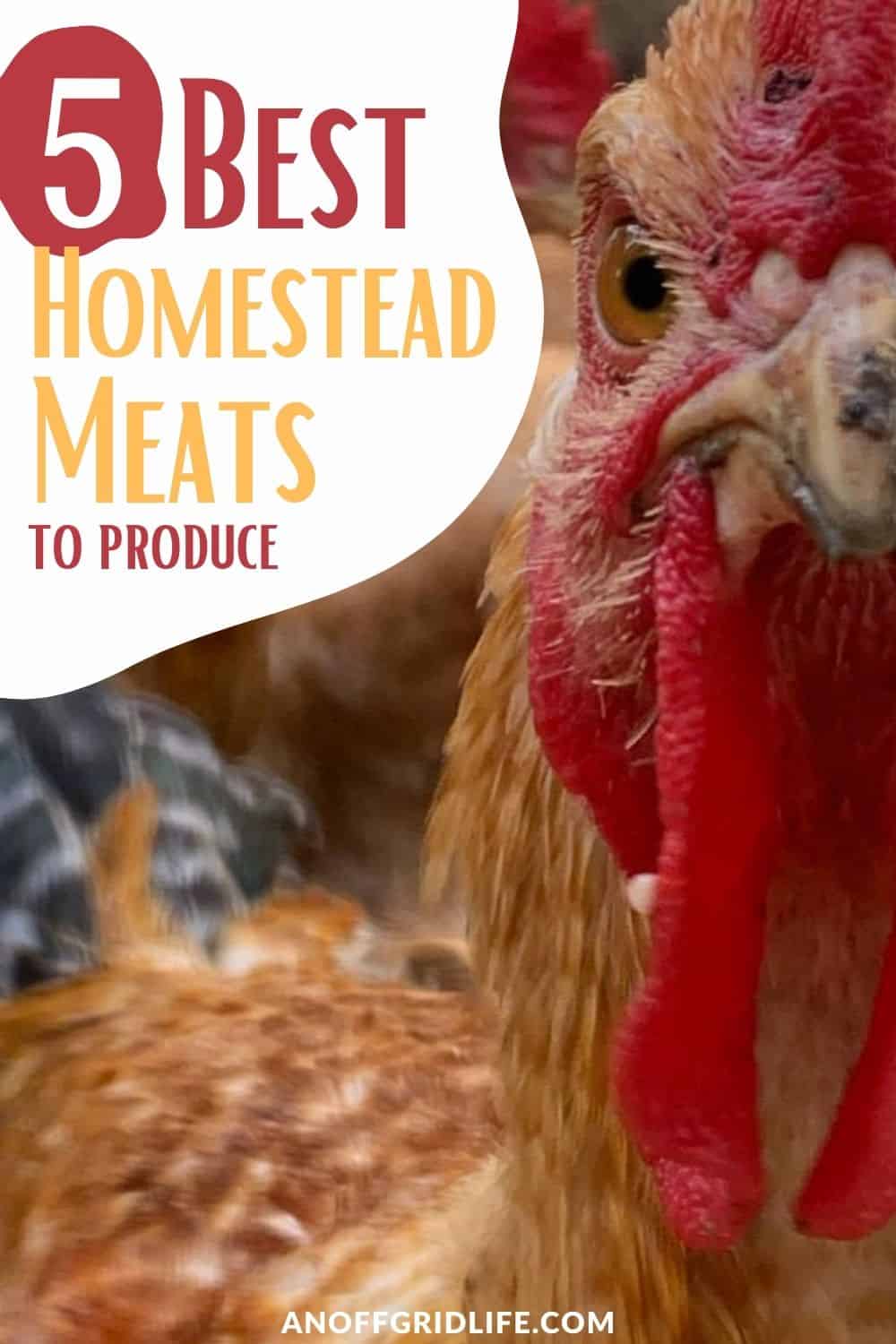 The 5 Best Homestead Meats to Produce - An Off Grid Life