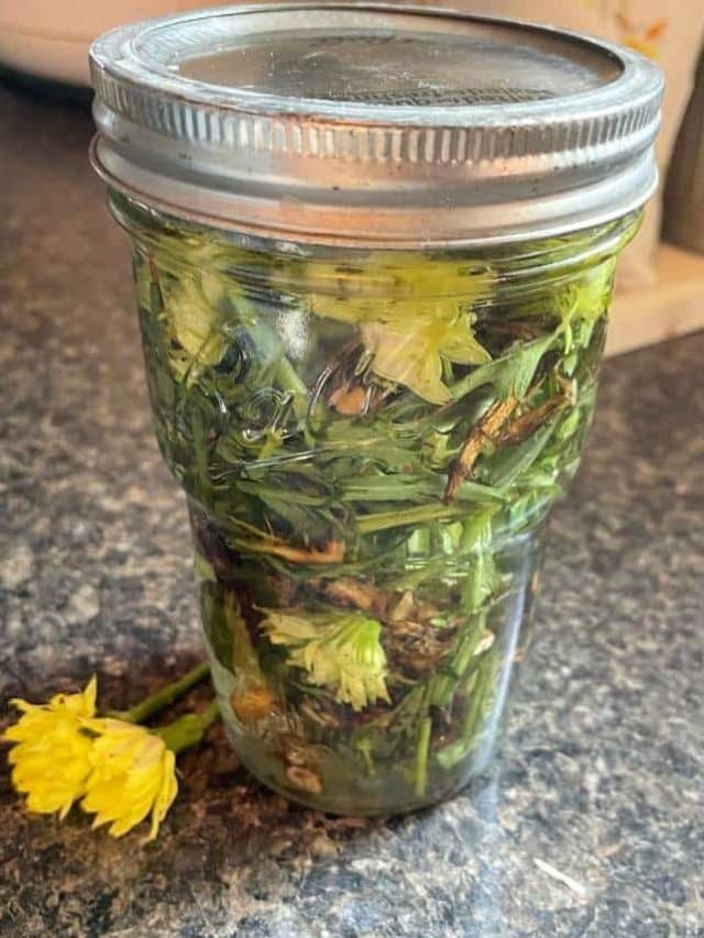 How to Make Dandelion Tincture - An Off Grid Life
