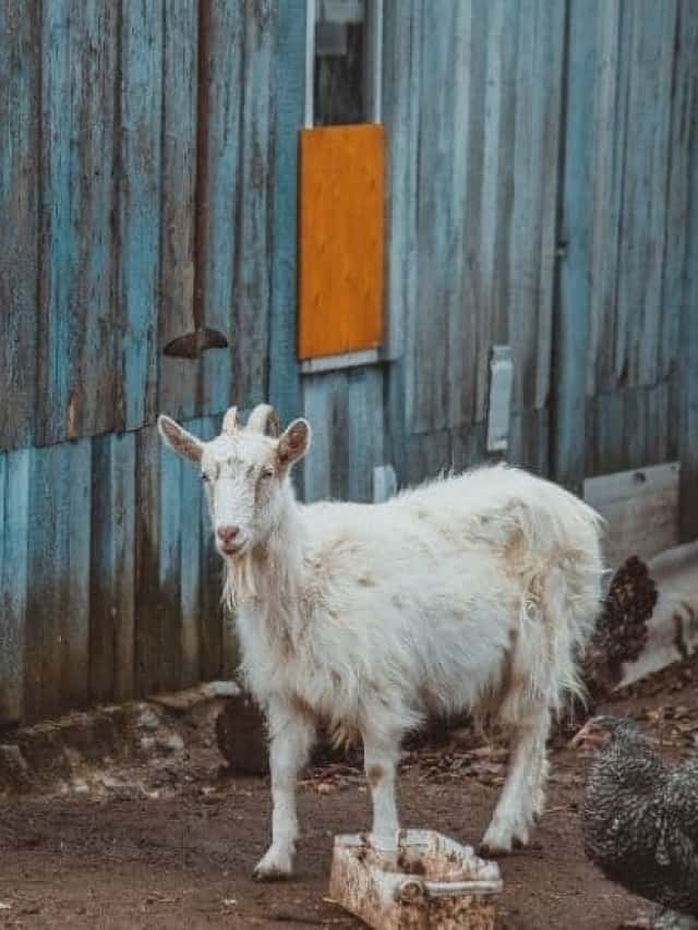 THE 5 BEST HOMESTEAD MEATS TO PRODUCE Story - An Off Grid Life