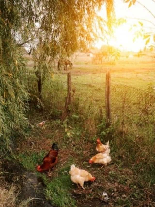 7 Ways To Start Homesteading Today Story - An Off Grid Life