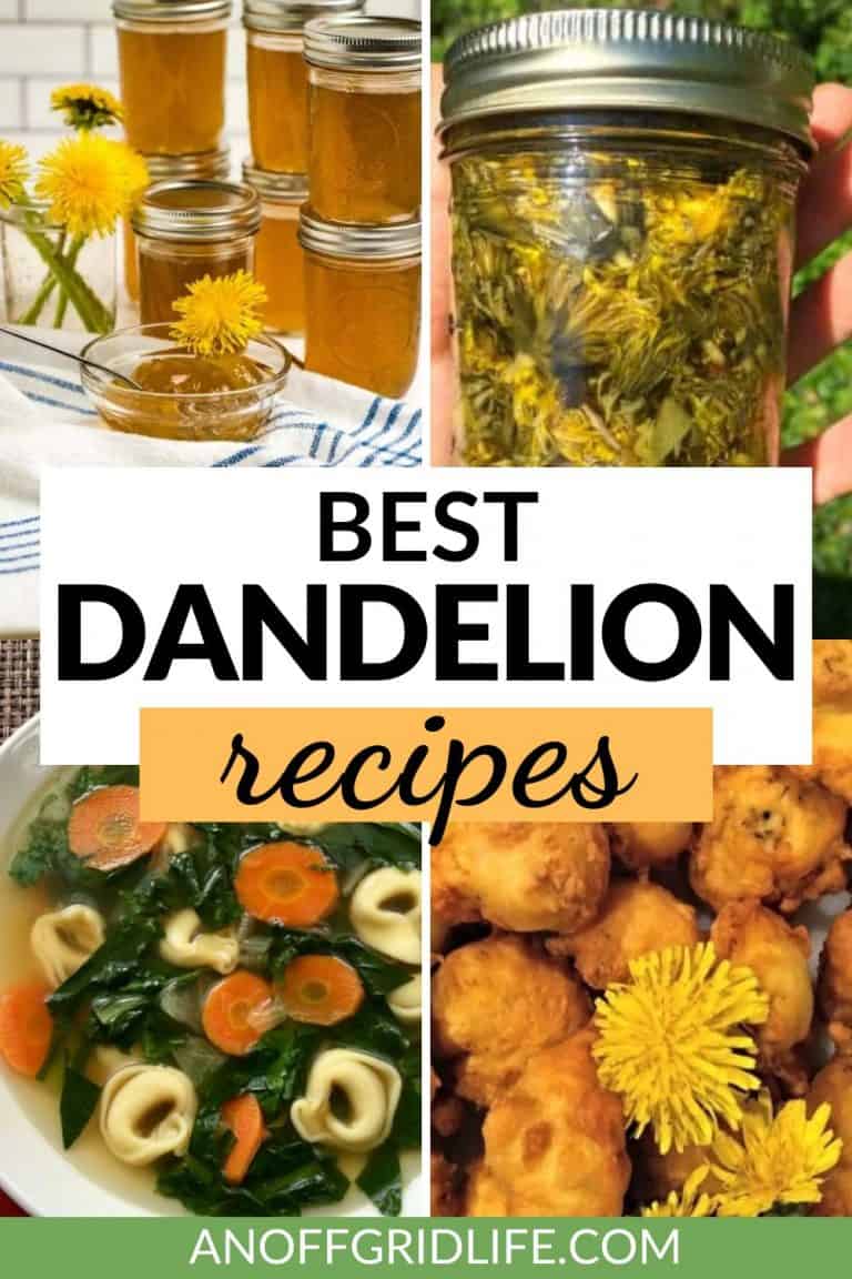 25 Best Dandelion Recipes for 2025 - An Off Grid Life