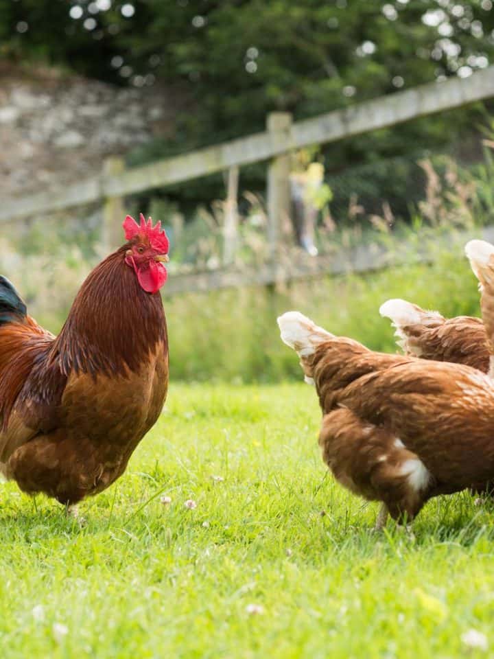 The 5 Best Homestead Meats to Produce - An Off Grid Life