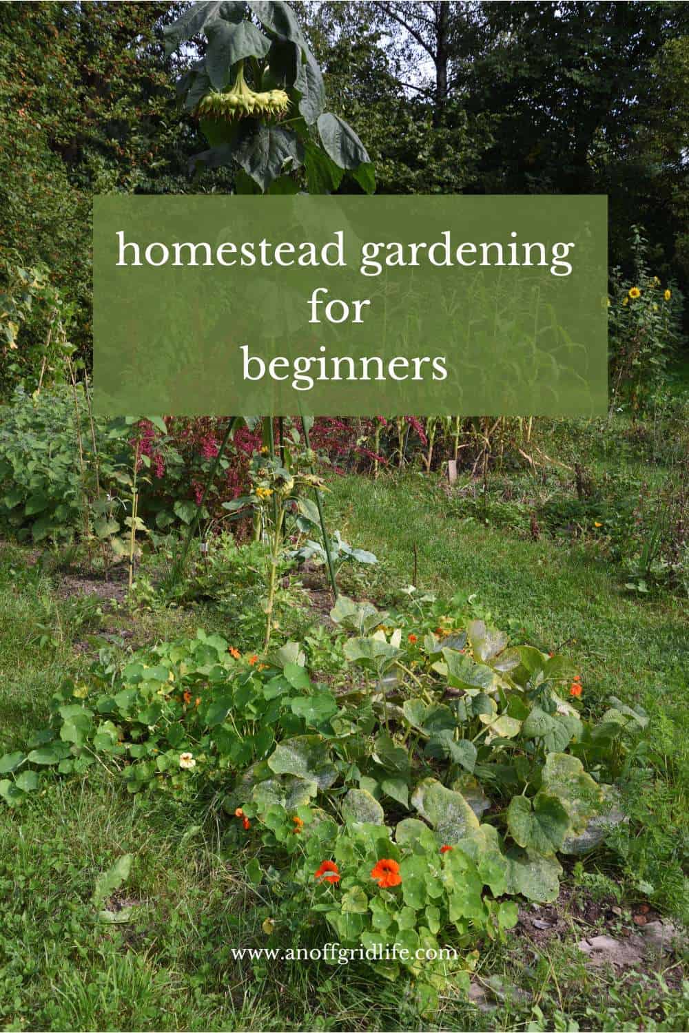 Homestead Gardening - An Off Grid Life