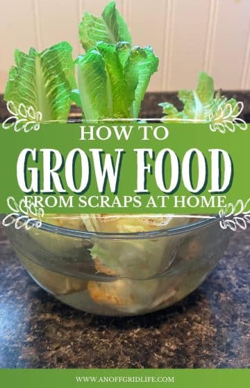 How to Grow Food from Scraps - An Off Grid Life
