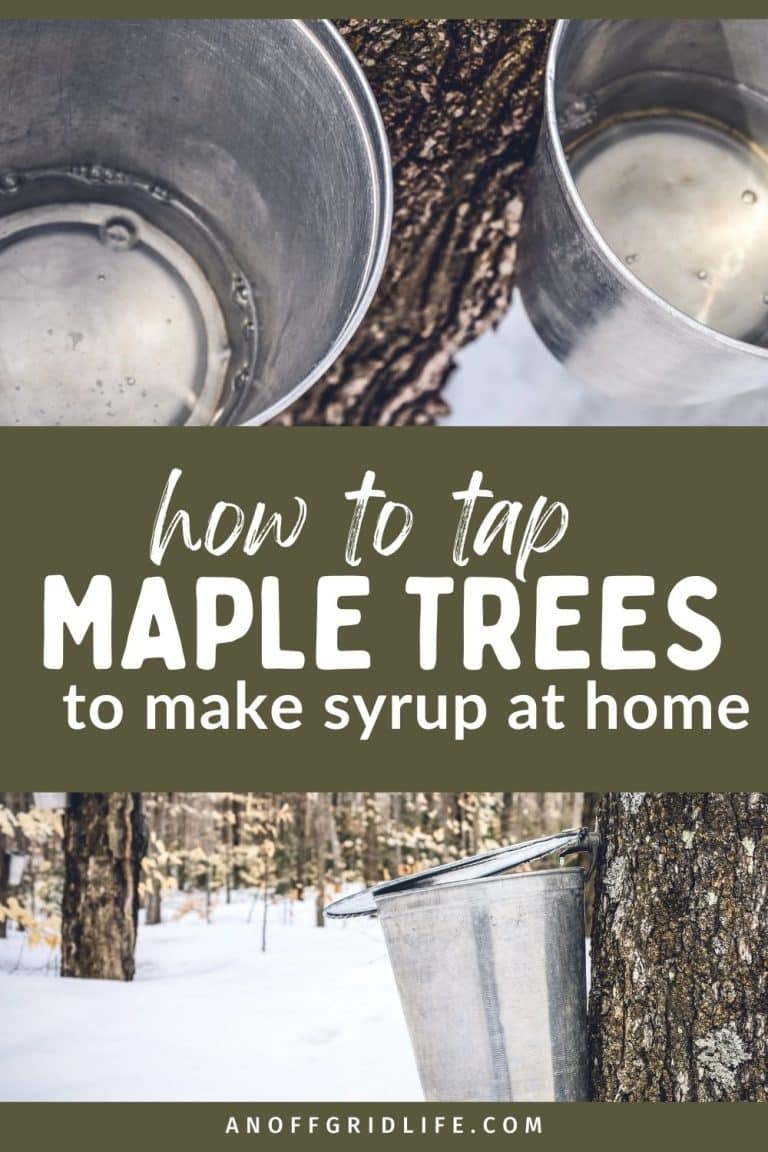 How to Tap Maple Trees for Syrup in Your Backyard - An Off Grid Life