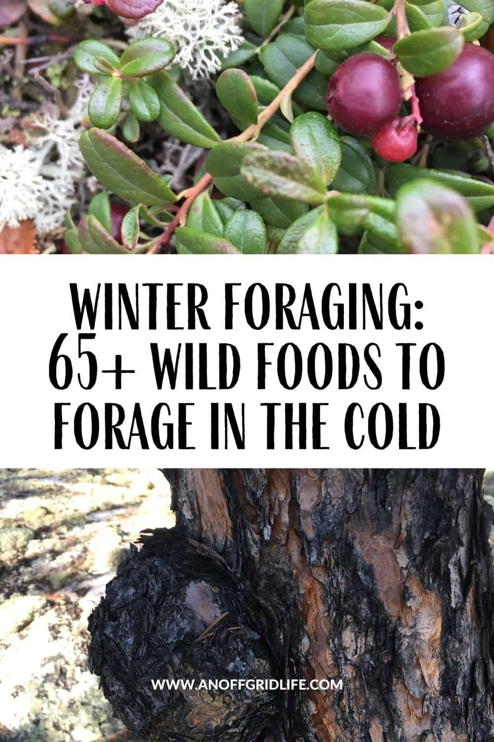 Winter Foraging: 65+ Wild Foods to Find in the Cold - An Off Grid Life